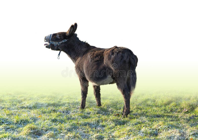 Roaring donkey stock image. Image of outdoor, grass - 389234531
