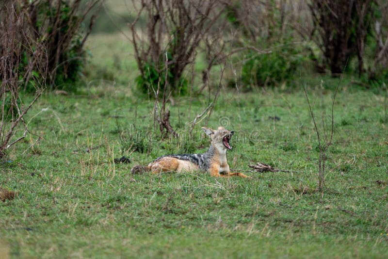 Roaring Jackal Laying on the Grass Stock Photo - Image of wildlife ...