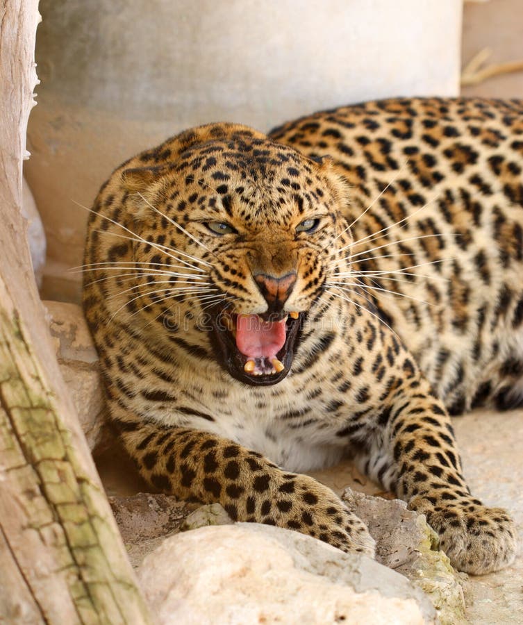 Leopard roar stock image. Image of amur, black, beautiful - 18131391