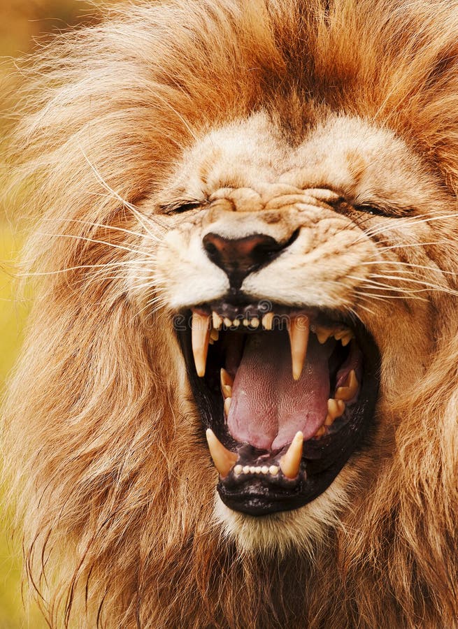 Roaring lion stock image. Image of dangerous, african - 25865527
