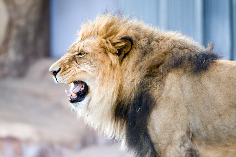 Ready to Pounce stock photo. Image of wild, kill, lion - 5829290