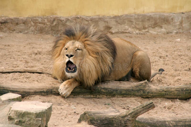 5,241 Roaring Lion Photos - Free & Royalty-Free Stock Photos from ...