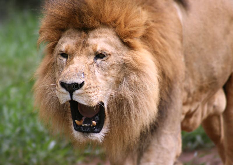 Roaring Lion stock photo. Image of africa, whiskers, mammal - 7564772