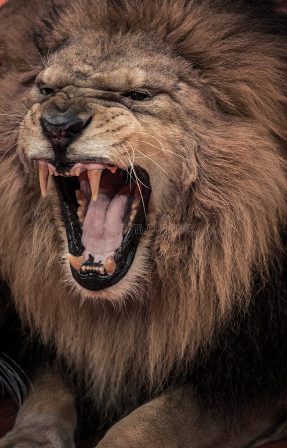 Roaring lion stock image. Image of animal, carnivore - 36754211