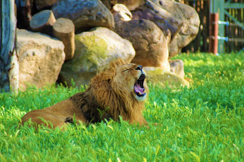Roaring lion stock photo. Image of plant, whiskers, jungle - 264852944
