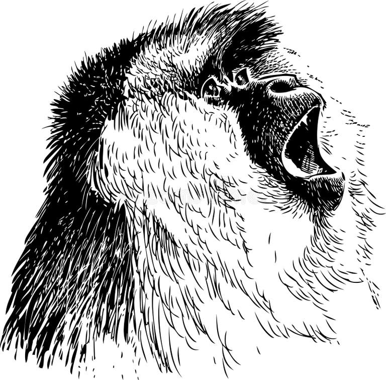 Roaring monkey stock vector. Illustration of macaque - 62443893