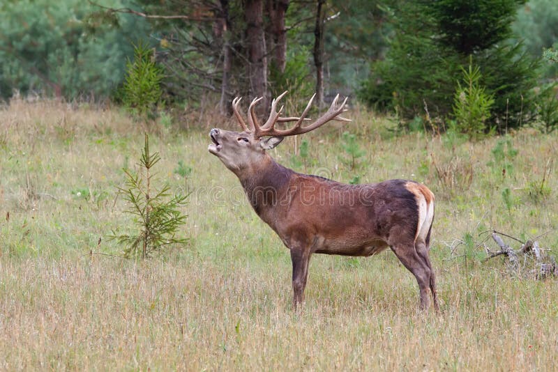 Roaring red deer stock photo. Image of pasture, oestrus - 12811420