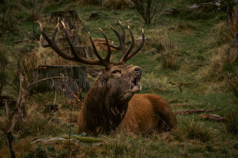 Roaring Red Stag in Rutting Season Stock Photo - Image of mammal, grass ...