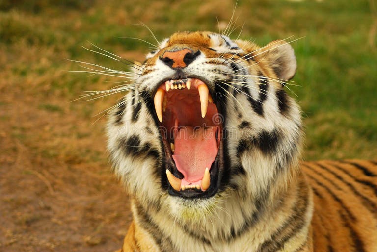 Roaring tiger stock photo. Image of feline, outside, danger - 6520546