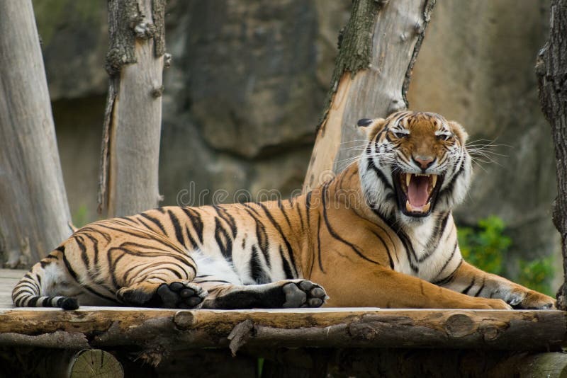 Roaring Tiger Picture. Image: 9328893