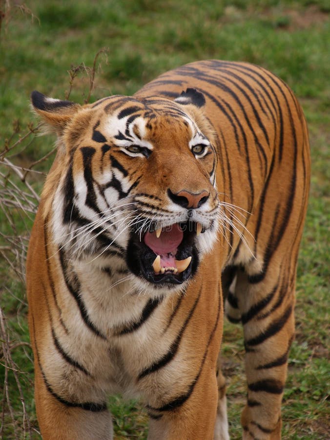 Roaring Animal Stock Images - Download 8,844 Royalty Free Photos