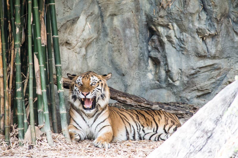 The roaring tiger stock image. Image of beauty, bengal - 54200927