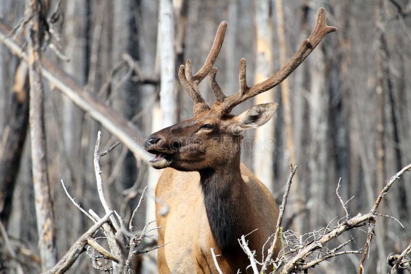 Roaring Wapiti stock photo. Image of portrait, water - 44958838