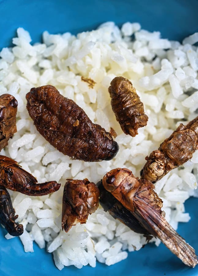 Roasted bugs on white rice stock photo. Image of food - 250773792