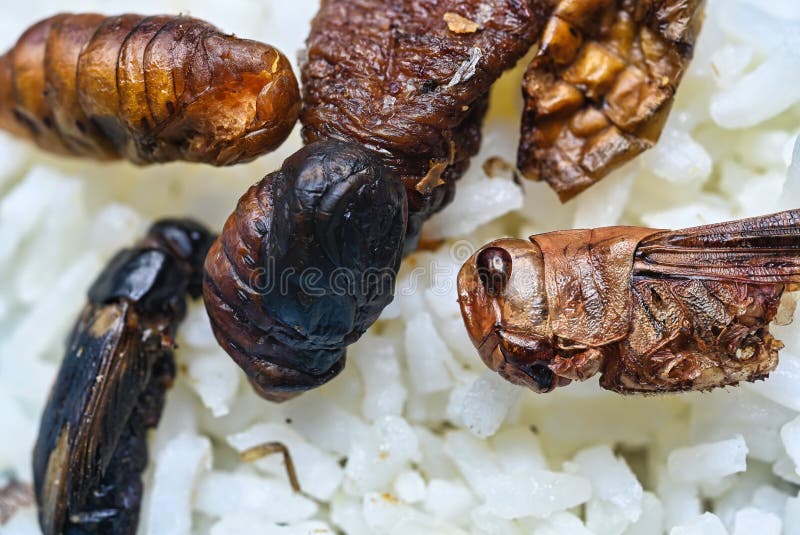 Roasted bugs on white rice stock image. Image of cooking - 250773607