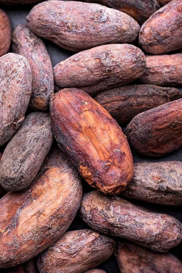 Roasted cacao beans stock image. Image of texture, kitchen - 325237369