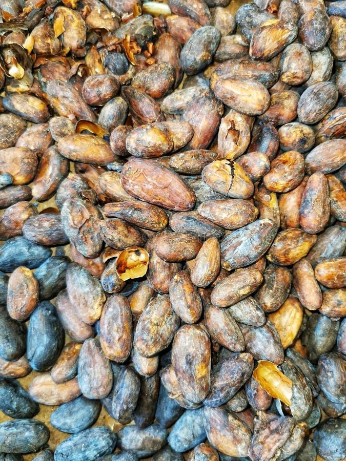 Roasted Cacao or Cocoa Beans Stock Image - Image of produce, gravel ...