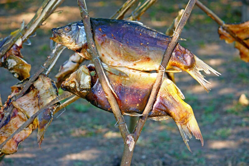 Roasted carp stock photo. Image of festival, fire, flame - 73262468