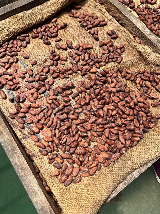 Roasted Cocoa Beans Ready for Making Chocolate, Costa Rica Stock Photo ...