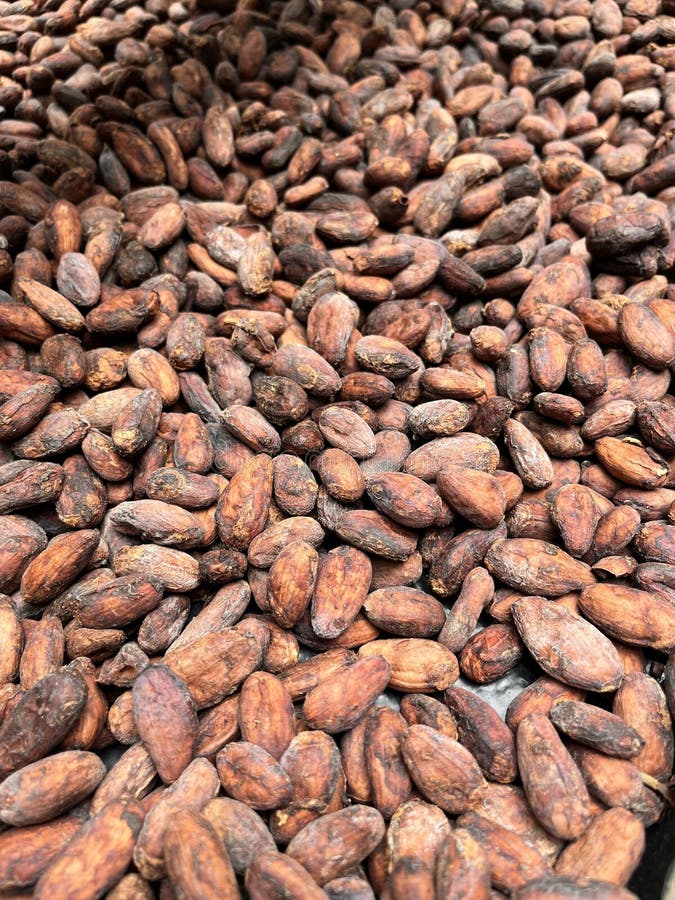 Roasted Cocoa Beans Ready for Making Chocolate, Costa Rica Stock Photo ...