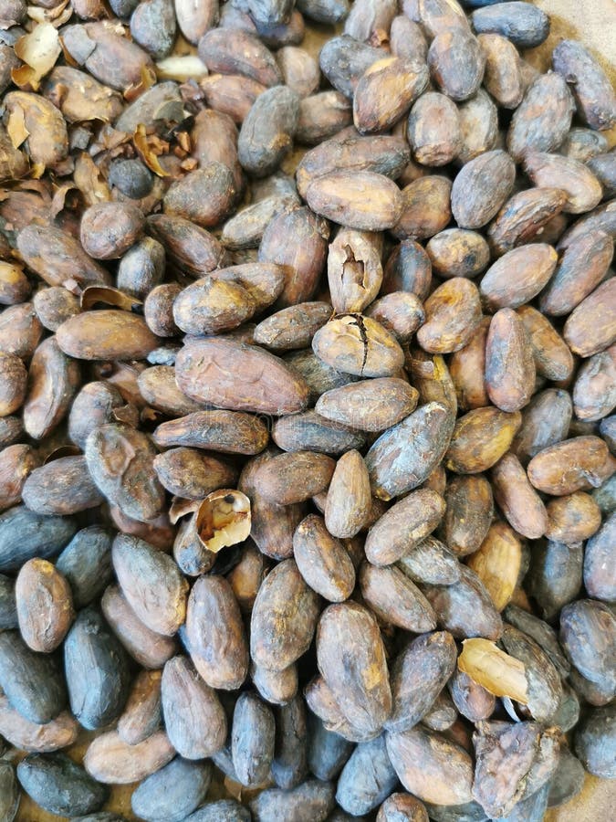 Roasted Cocoa Beans stock image. Image of healthy, bean - 254597995