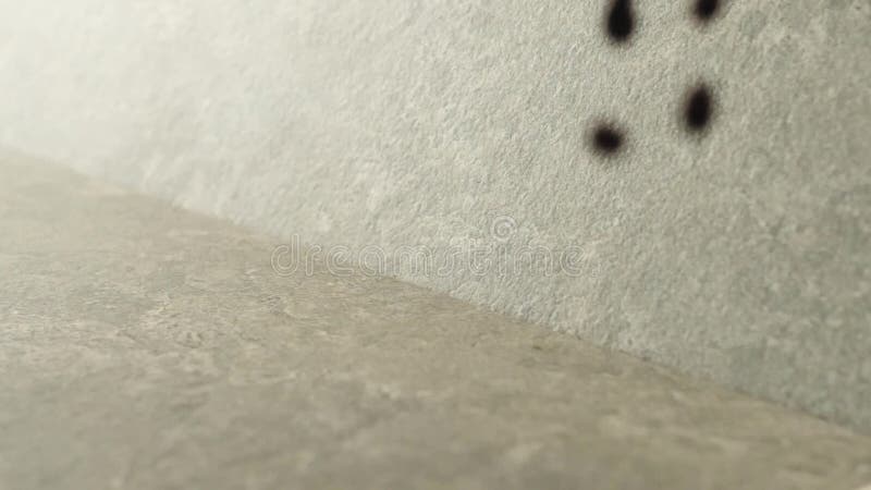 Roasted Coffee Beans Thrown Up from through the White Smoke on Black ...