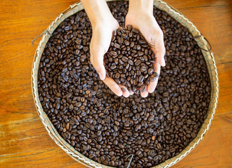 Roasted Coffee Beans in Hand Stock Photo - Image of agriculture, flavor ...