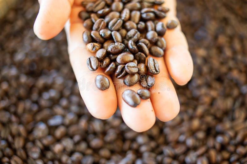 Roasted Coffee Beans in Hand Stock Photo - Image of coffee, beans ...