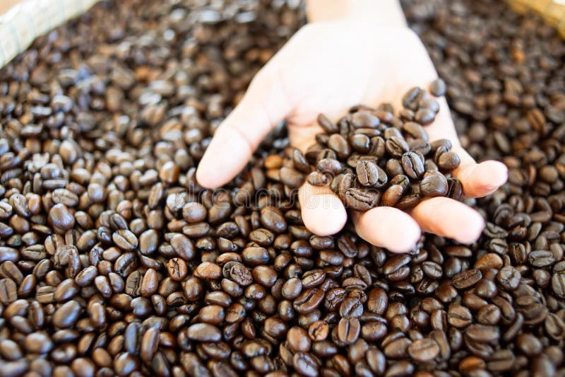 Roasted Coffee Beans in Hand Stock Image - Image of close, bean: 187750929
