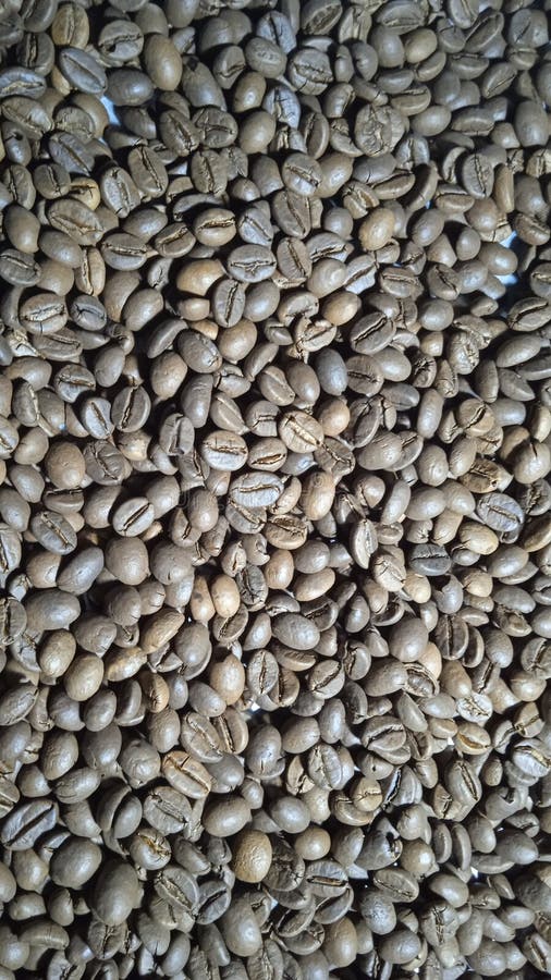 Roasted Coffee Beans of Indonesia Robusta Stock Image - Image of wash ...