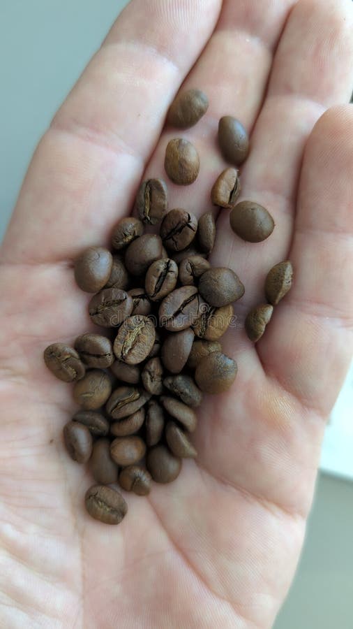 Roasted Coffee Beans in the Palm of the Open Hand Stock Photo - Image ...