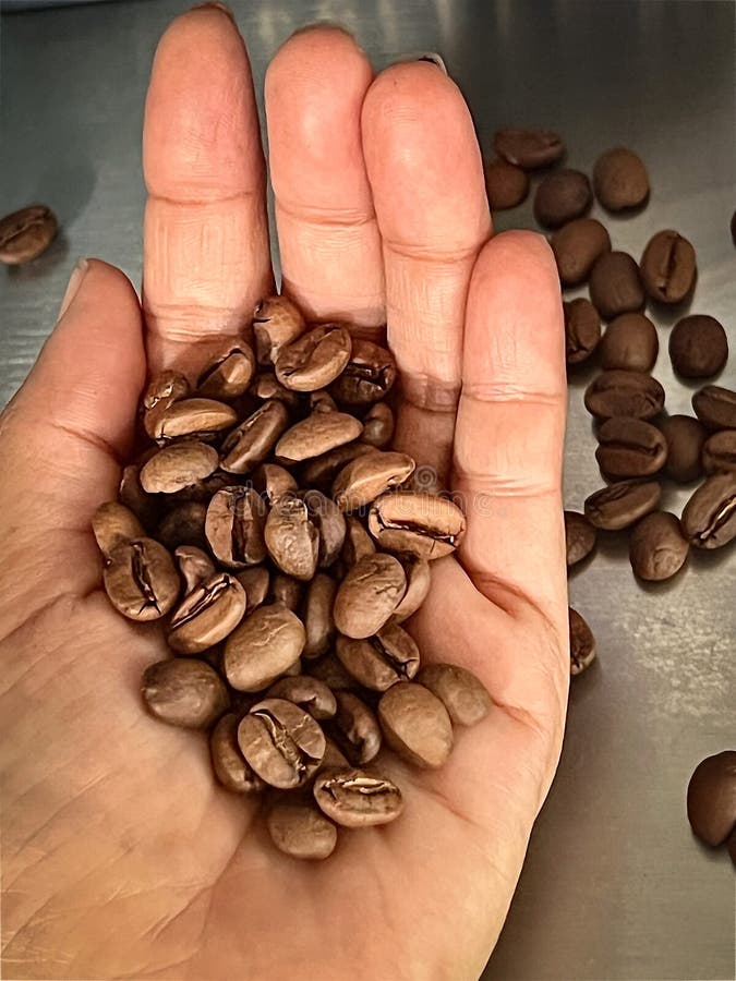 Roasted Coffeebeans in Human Hand Stock Image - Image of coffee, food: 295158401