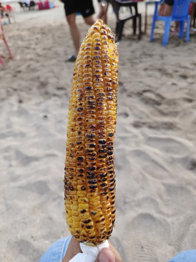 Roasted corn stock photo. Image of corn, beach, roasted - 320554304