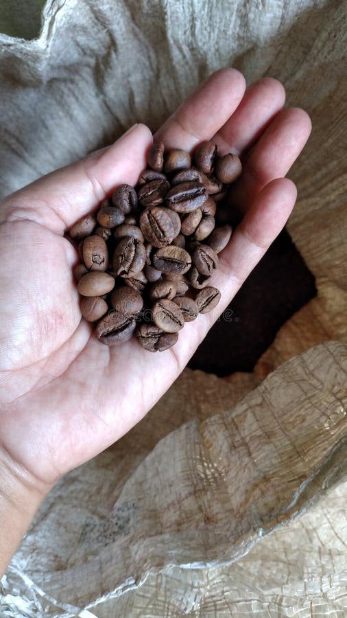 Roasted Indonesian Coffee Beans Stock Image - Image of indonesian ...