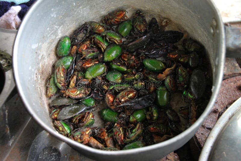 Roasted insects stock image. Image of asia, insect, asian - 21564417