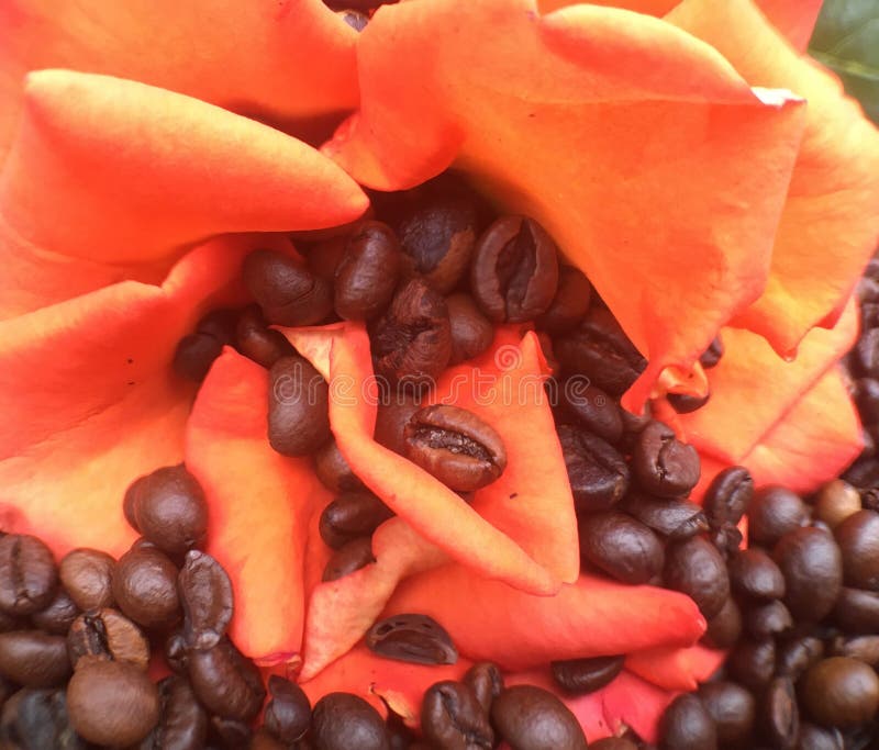 Roasted Large Coffee Beans on Red Rose, Coffee Beans Texture Background ...