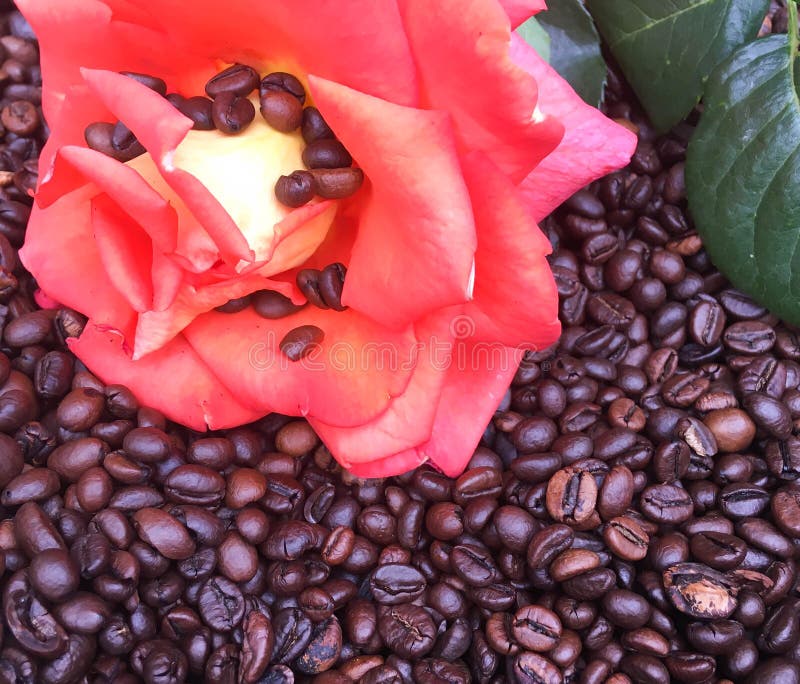 Roasted Large Coffee Beans on Red Rose, Coffee Beans Texture Background ...