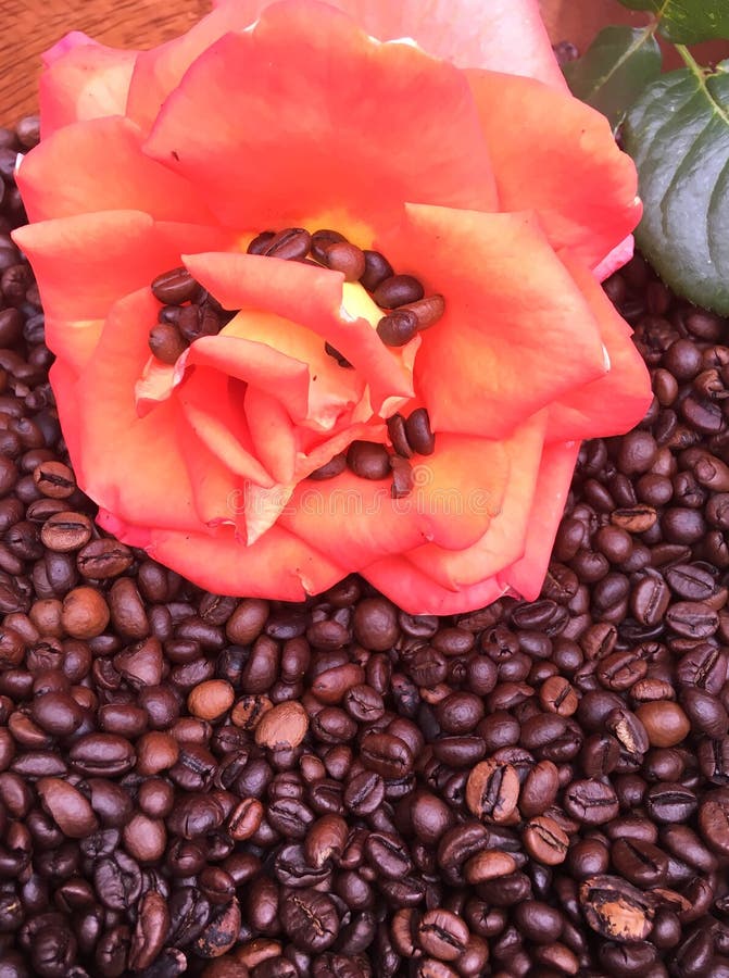 Roasted Large Coffee Beans on Red Rose, Coffee Beans Texture Background ...