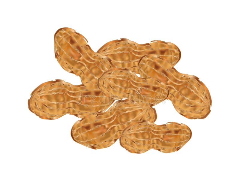 Boiled Peanut Stock Illustrations – 105 Boiled Peanut Stock ...