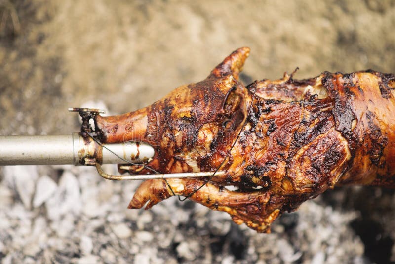 Roasted pig stock image. Image of barbeque, cuisine, festivity - 56157735