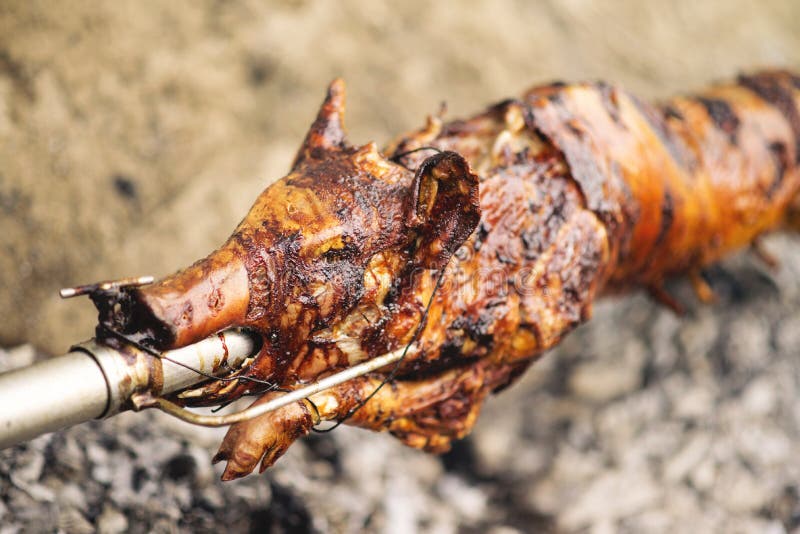 Roasted pig stock photo. Image of festivity, animals - 56157786