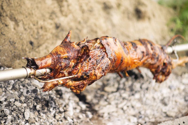 Roasted pig stock photo. Image of banquet, feed, delicacy - 56159340
