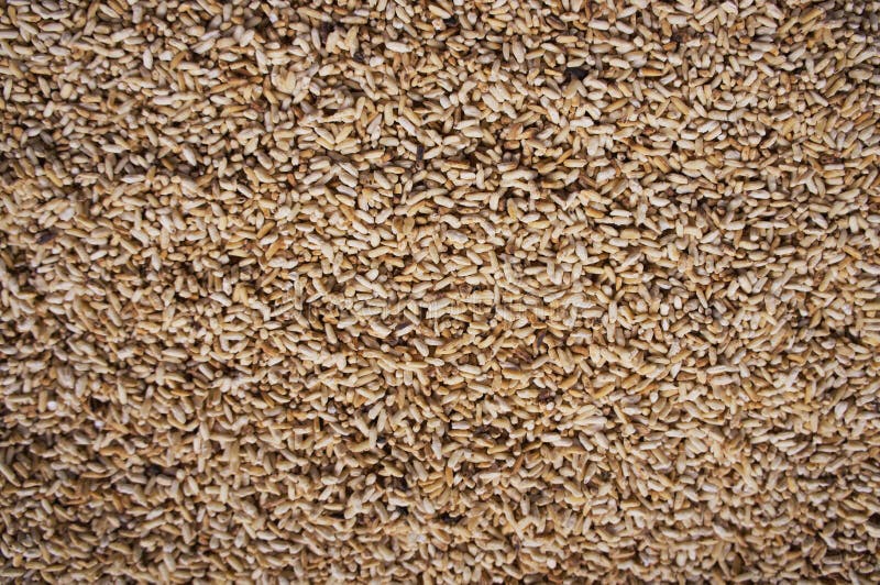 Roasted rice stock image. Image of grain, grains, cereales - 169741903