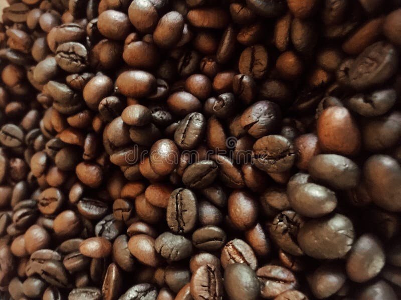 Roasted robusta coffee stock photo. Image of food, robusta - 221203500