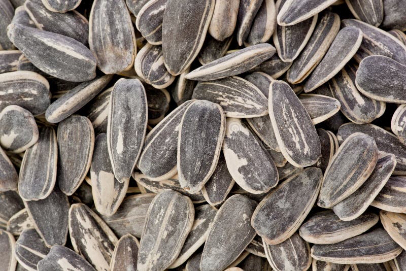Roasted Sunflower Seeds in Shell, 50 less Salt Stock Photo - Image of ...