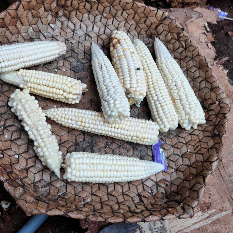 Portrait Landscape Background Wallpaper Roasted White Corn Stock Image ...