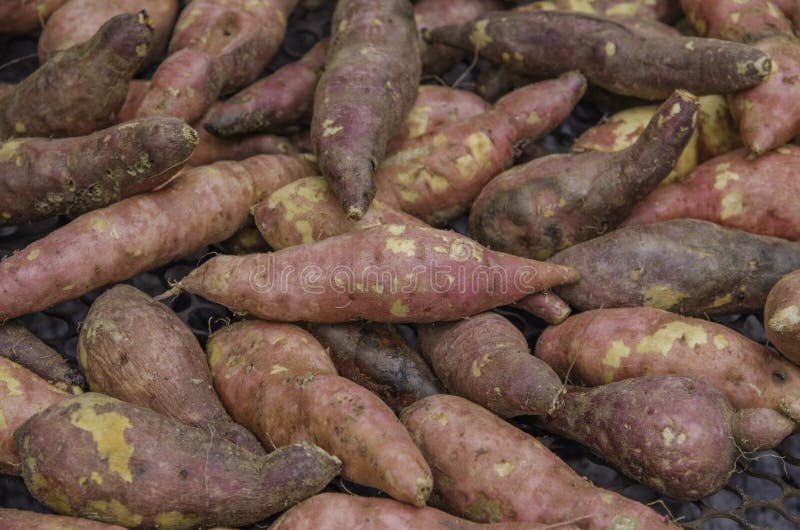 Roasted yam stock photo. Image of meal, purple, crop - 50405496