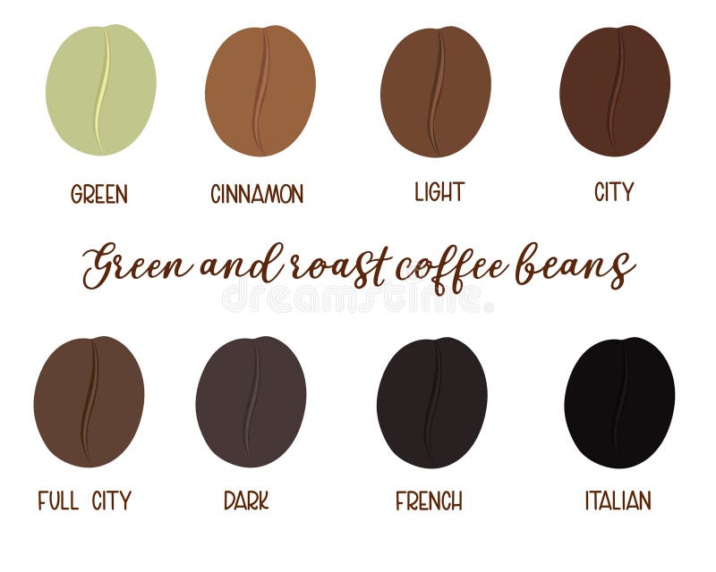 Coffee Bean Roast Level Stock Illustrations – 41 Coffee Bean Roast ...