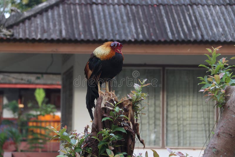 253 Sleeping Rooster Stock Photos - Free & Royalty-Free Stock Photos ...