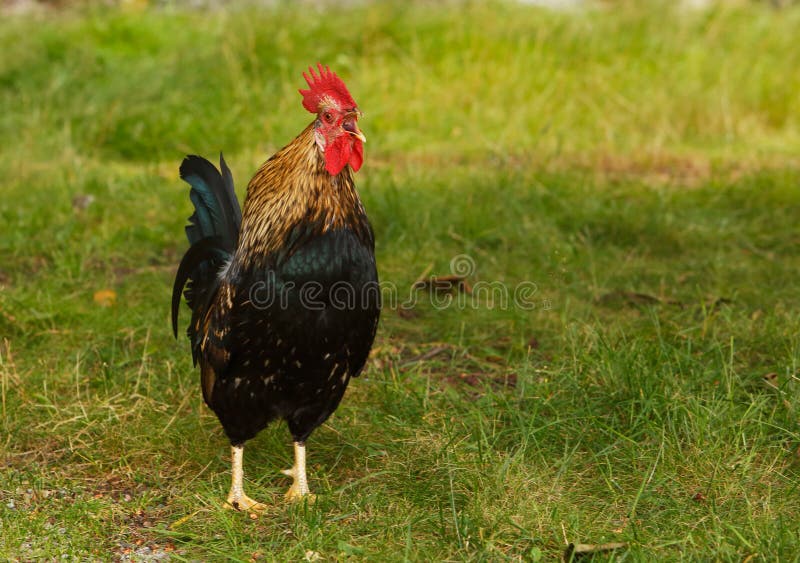 Roaster stock photo. Image of outdoors, bird, domestic - 89665386